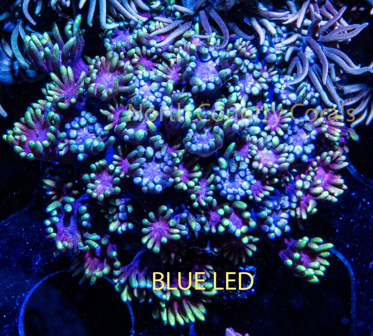 Goniopora BigR Date Night – northcountrycorals