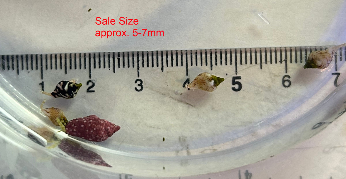 Dwarf Hawaiian Nano Conch Strombus maculatus – northcountrycorals