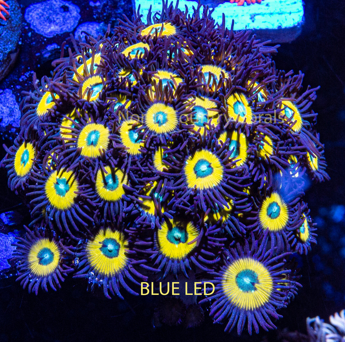 Zoanthid TSA Vulcan Blood – northcountrycorals